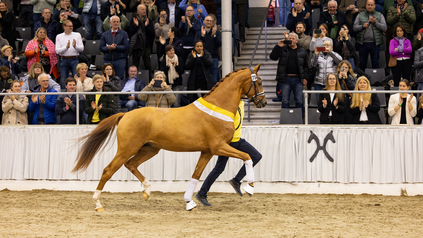 ‘A horse that gives you goosebumps’: young sport horse sells for €2m
