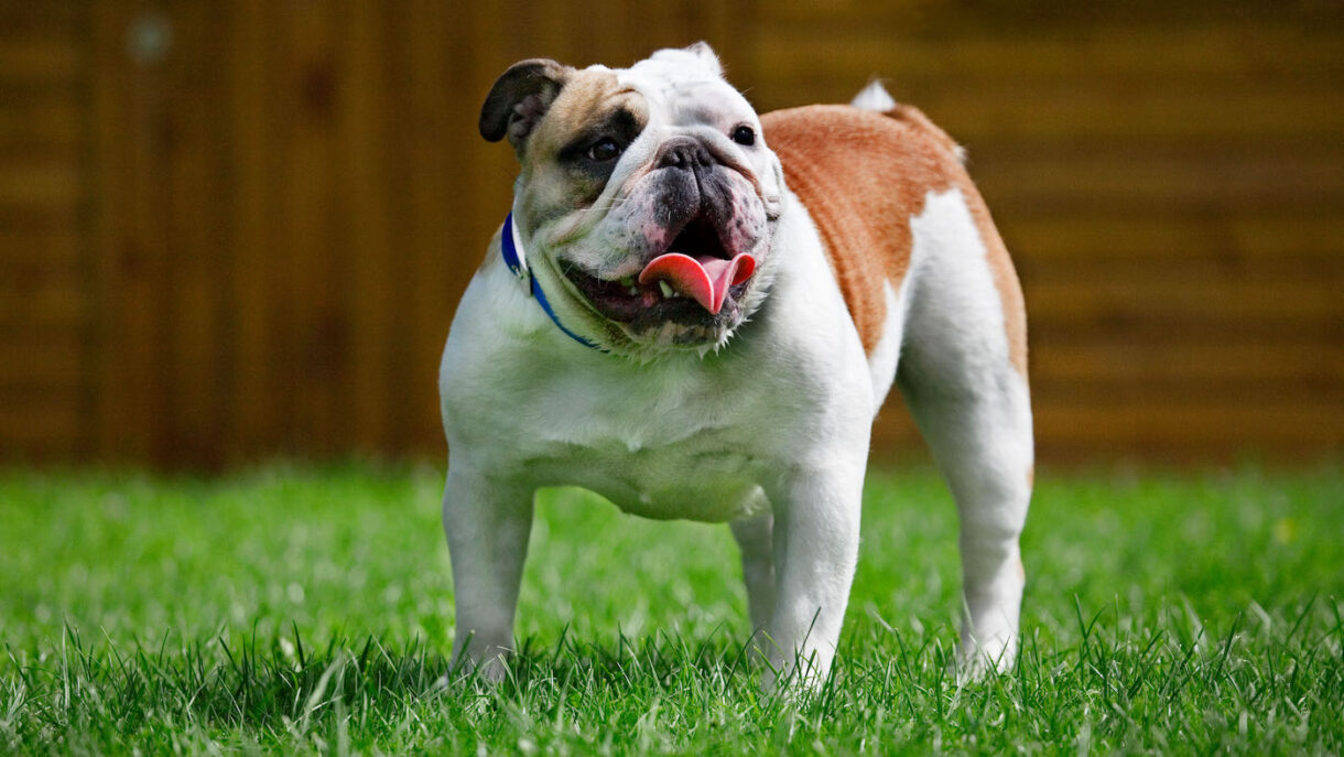 Bulldog breed facts, history and characteristics | Horse & Hound