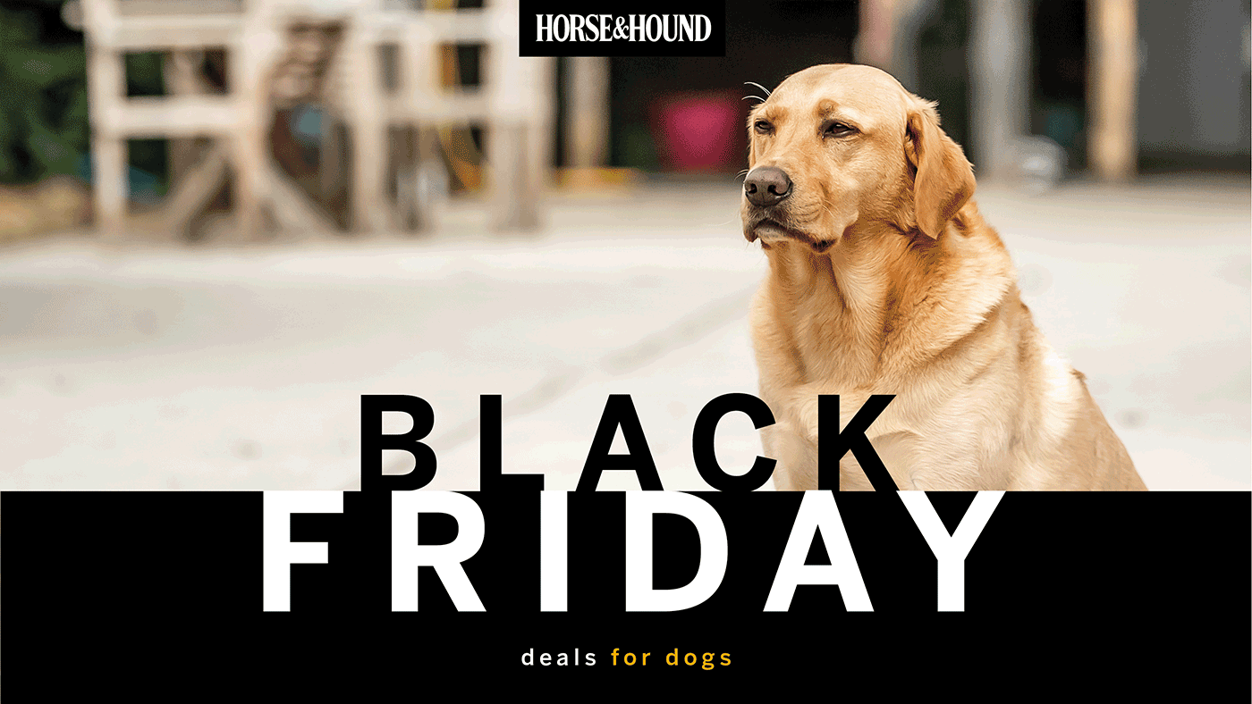 Black Friday deals for dogs 2024 – the sales you don’t want to miss