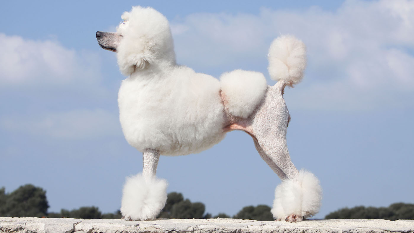 Poodle facts and history for the standard, miniature and toy varieties