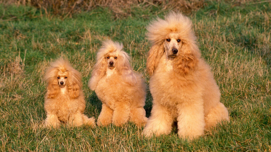 Poodle facts and history for the standard, miniature and toy varieties