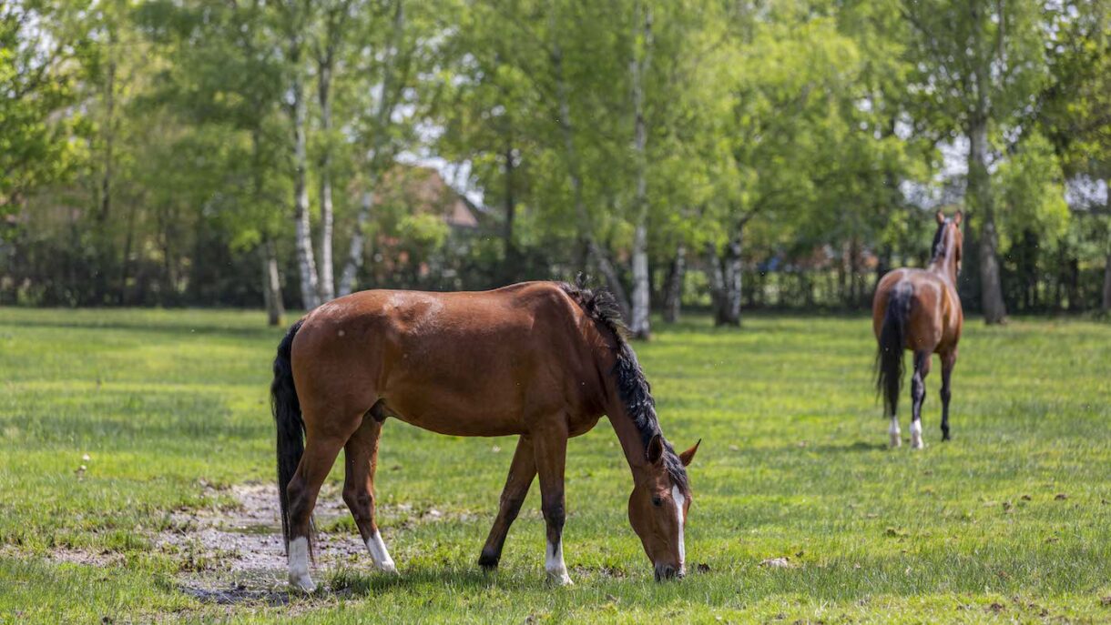 Giving horses a good life and other things the equestrian world is ...