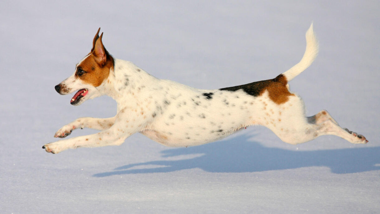 Dog breeds for running: fast, fun and friendly - Horse & Hound