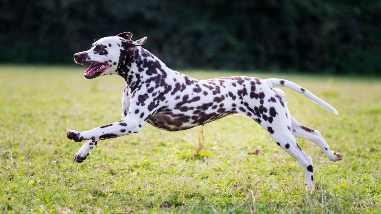 Dalmatian dog breed facts, history and characteristics | Horse & Hound