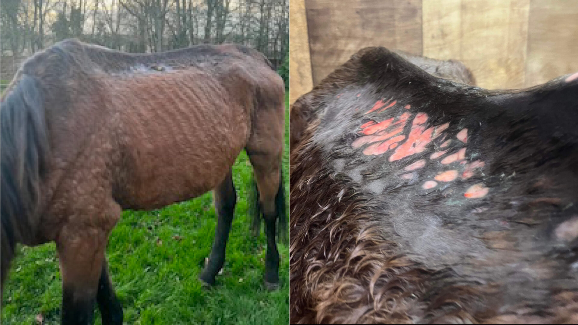 ‘It’s very sad’: loaned thoroughbred comes home emaciated, ulcerated ...