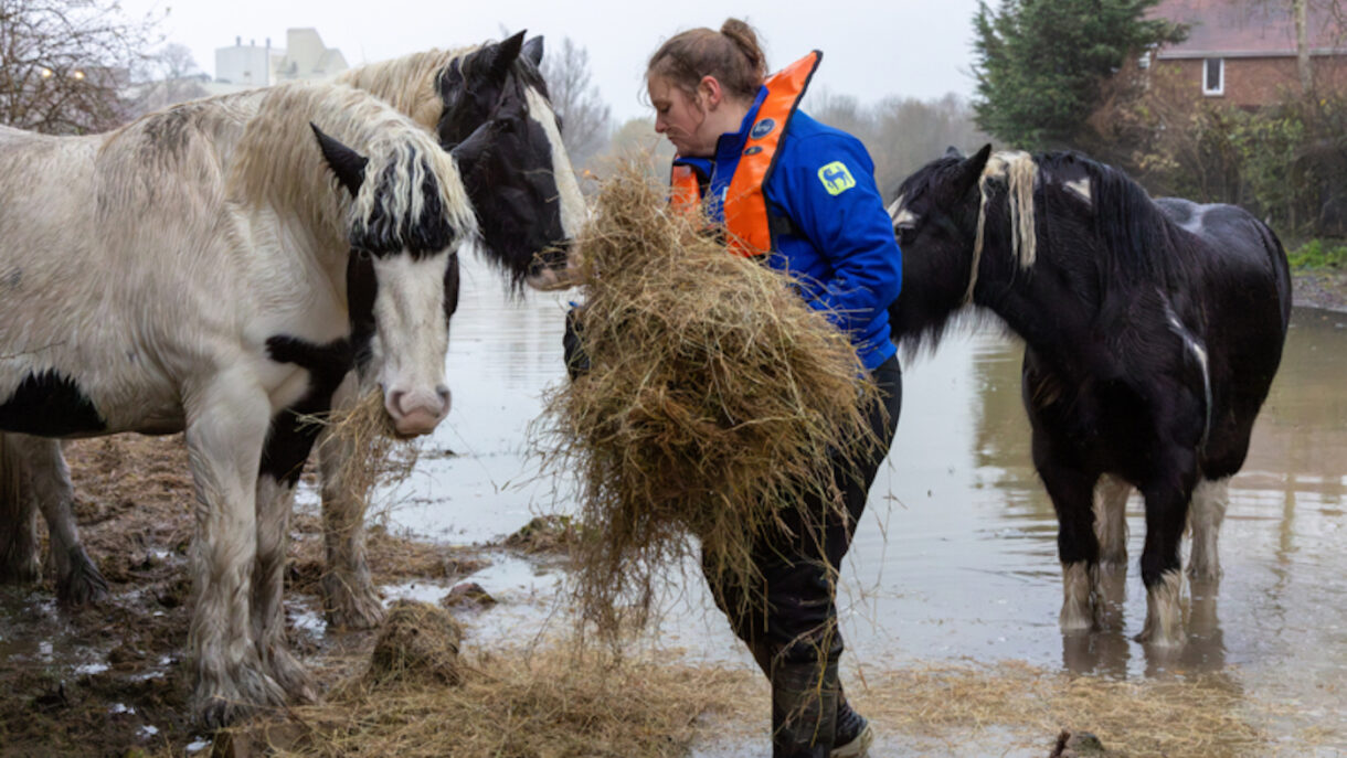 Rescuers work together to help horses up to their bellies in flooded ...