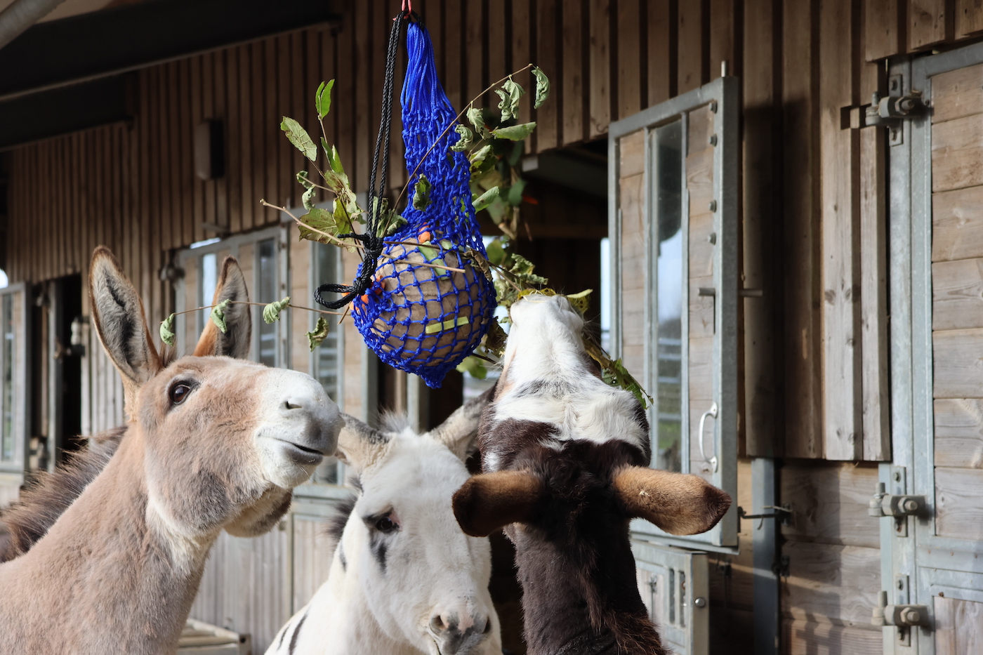 Oh, baubles! Donkeys choose – and tuck into – their favourite Christmas ...