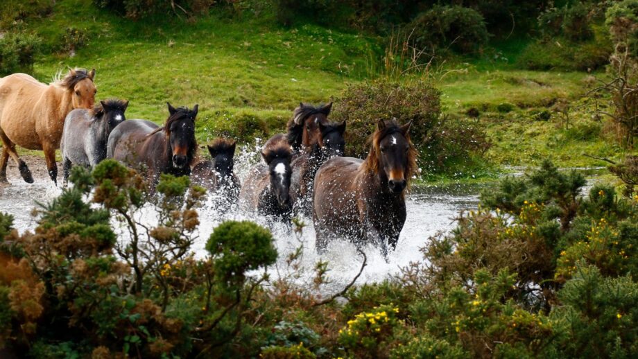 Scenic horse riding locations for your best ever UK hack | Horse & Hound