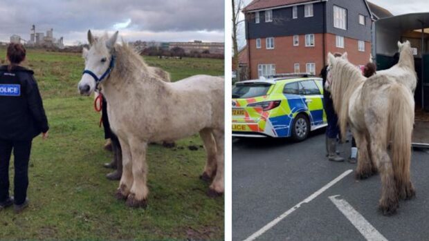 Tiny emaciated pony with strangles dumped and left for dead