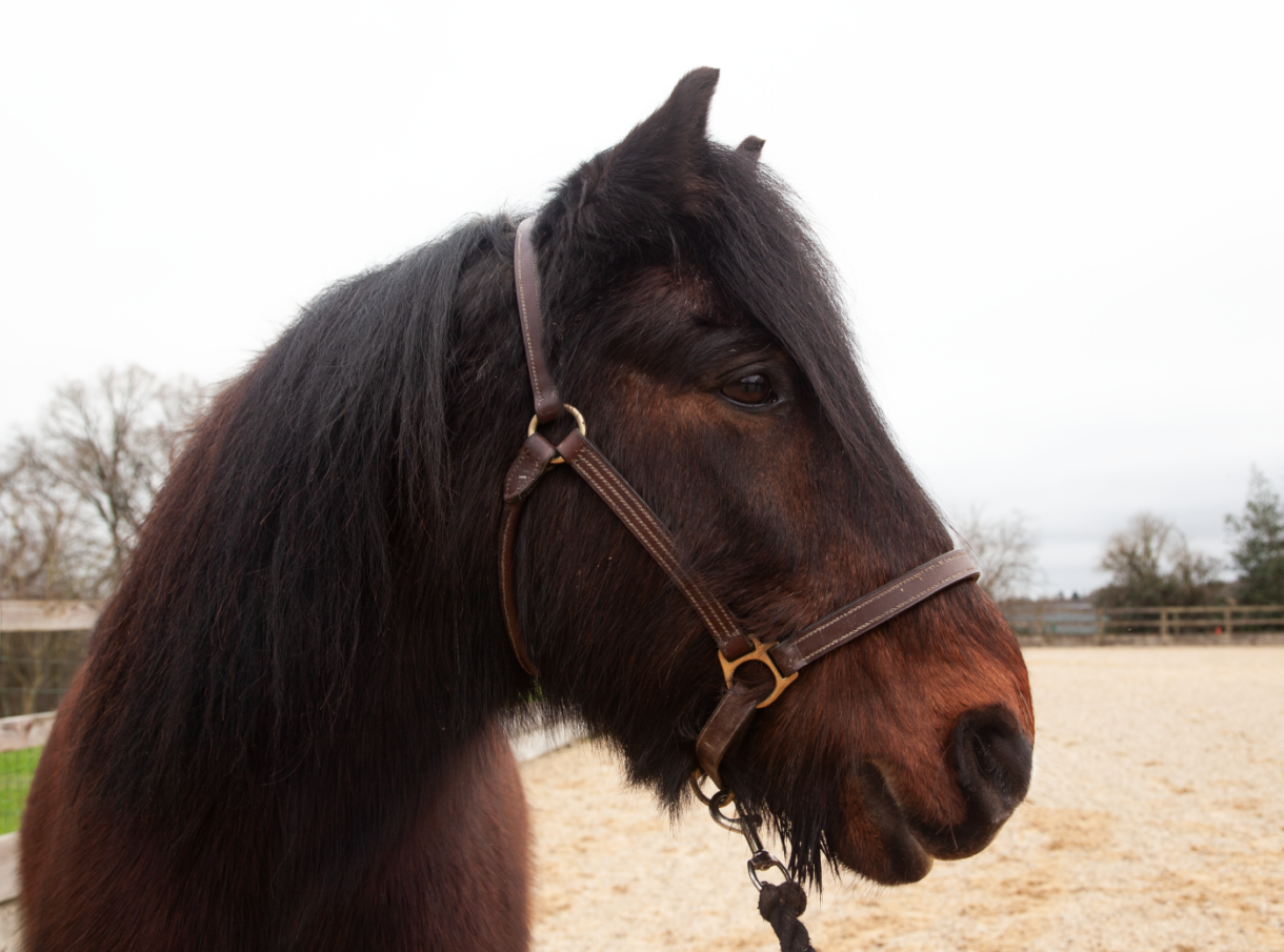Farewell to police horse whose ‘noble spirit left a mark on all ...