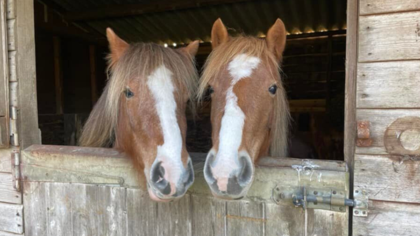 Rescued ponies ‘terrified of humans’ given ‘a second chance at a happy life’ - Horse & Hound