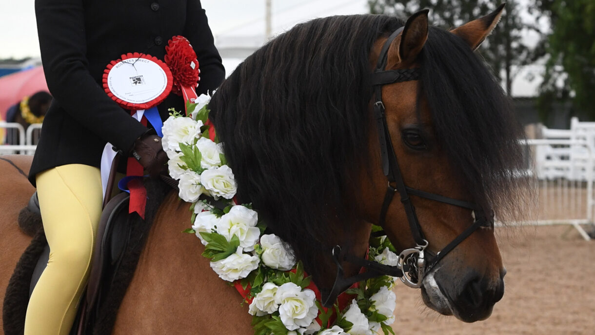 Working hunter pony training tips from experts to fix common problems