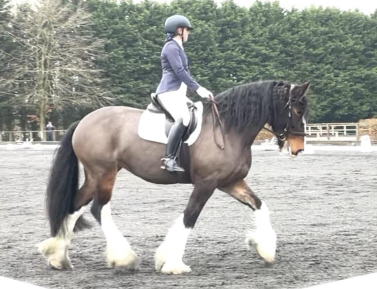Meet the pure Shire excelling in dressage and aiming for championships