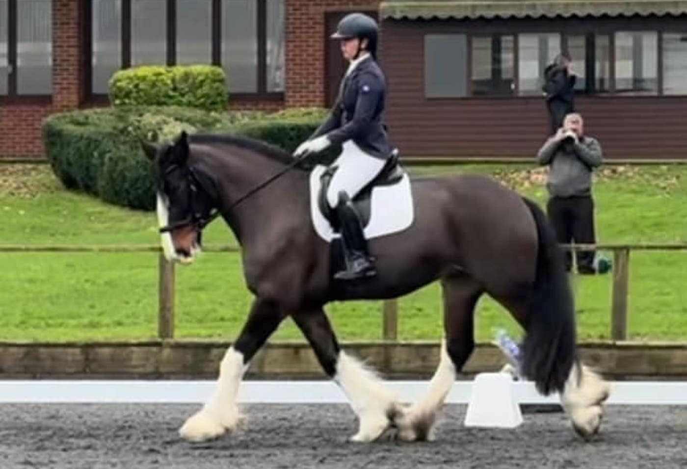 Meet the pure Shire excelling in dressage and aiming for championships