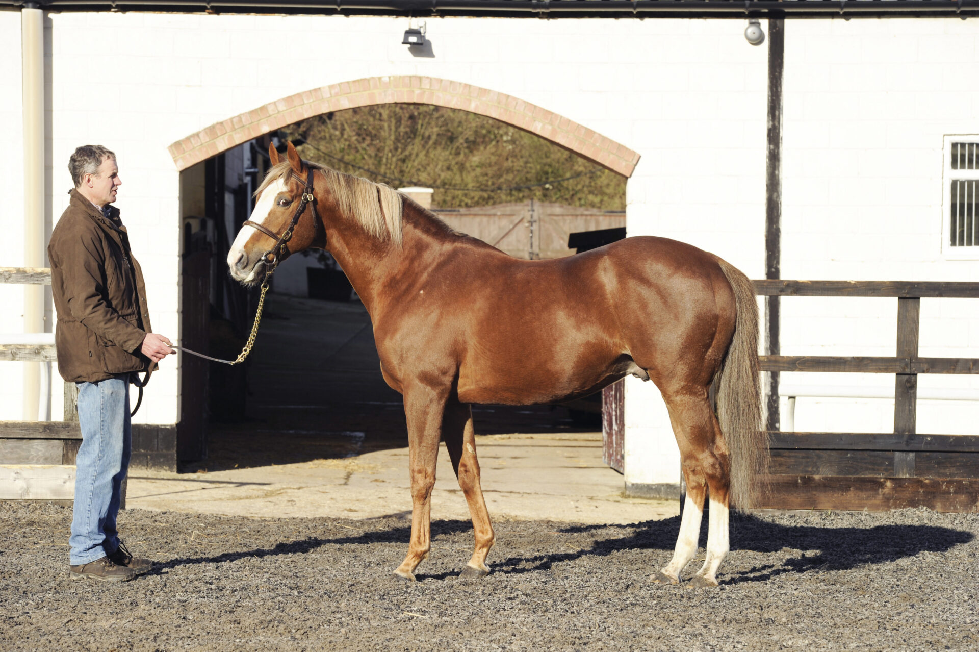Meet racehorse Secret Squirrel with his flaxen mane and tail
