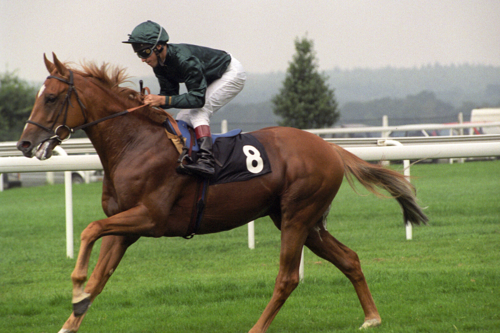 Meet racehorse Secret Squirrel with his flaxen mane and tail