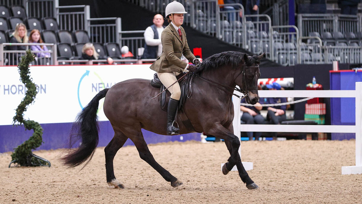 About the British Spotted Pony: height, colours and more | Horse & Hound