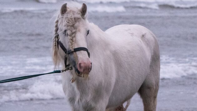 ‘Surprise’ arrival of one-eyed pony stallion leads to happy ending