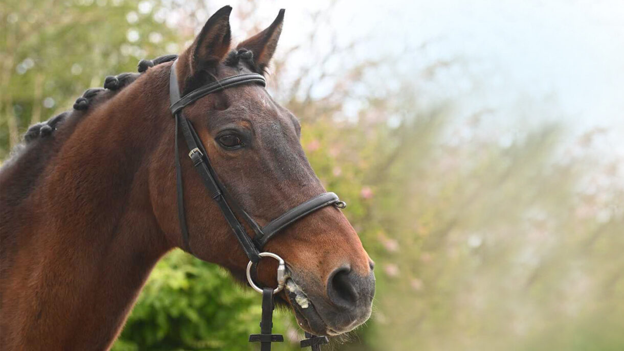 Rascher Hopes, medal-winning ride of Emile Faurie, dies aged 33