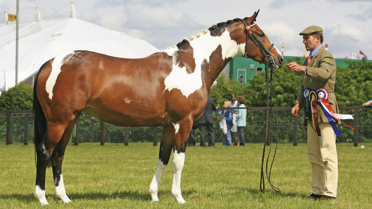 Final countdown to show day with expert tips for success - Horse & Hound