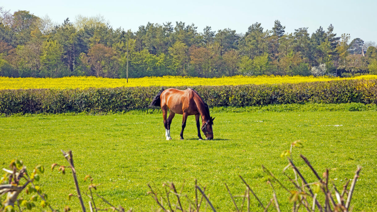 Managing grazing land sustainably for the good of horses and the planet