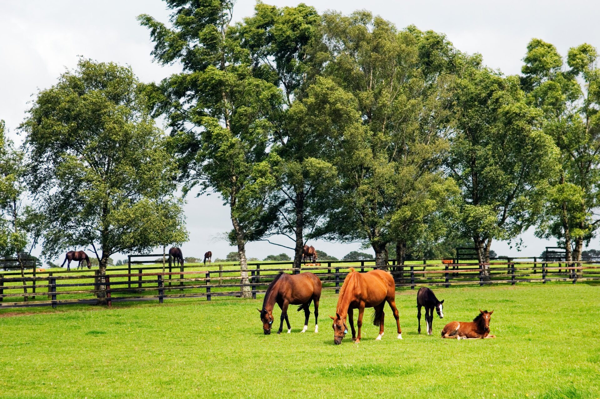 Managing grazing land sustainably for the good of horses and the planet