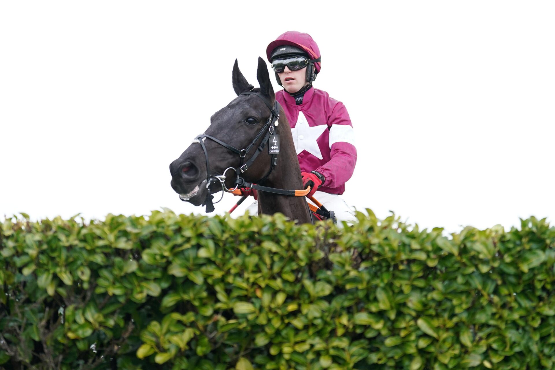 Delta Work dies following bout of colic | Horse & Hound