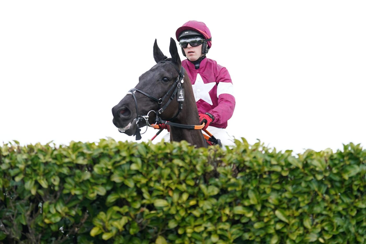 Delta Work dies following bout of colic | Horse & Hound