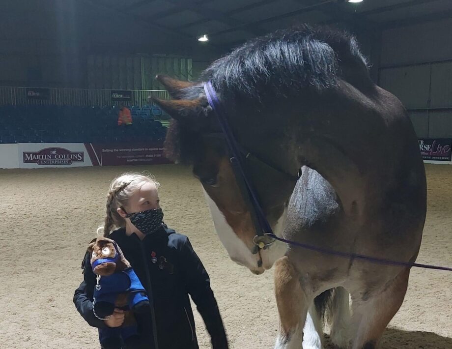 Farewell to Hovis the horse who raised £100,000 for Bransby Horses