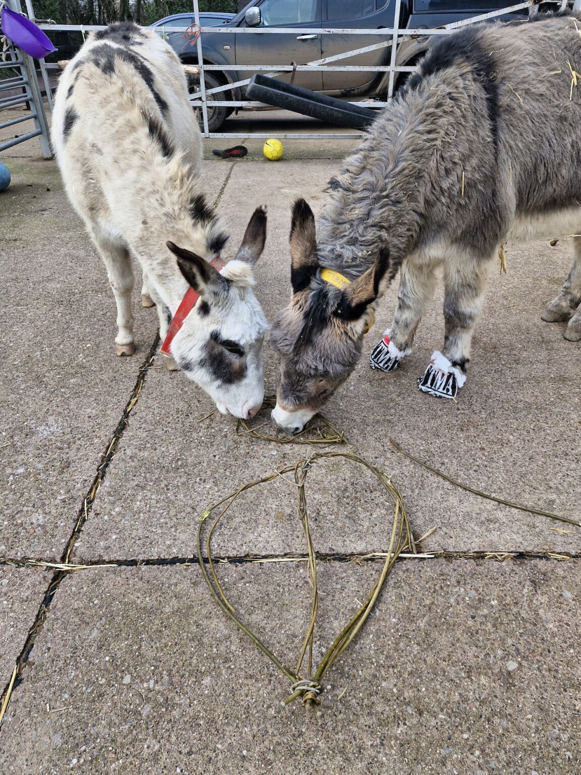 ‘They’re inseparable’: two donkeys who had lost their companions find ...