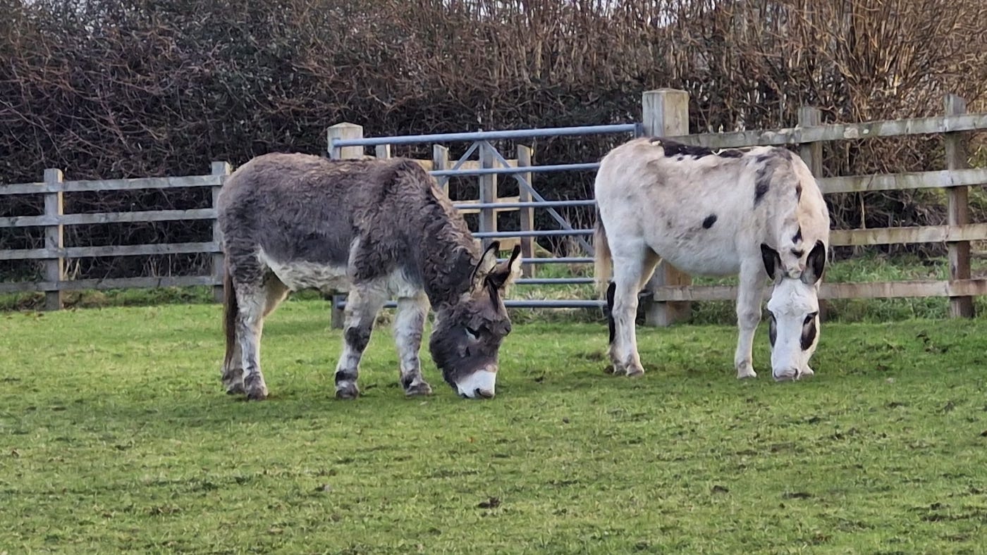 ‘They’re inseparable’: two donkeys who had lost their companions find ...