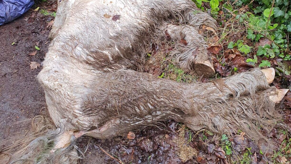 Two underweight ponies dumped: RSPCA appeals for owner to come forward ...