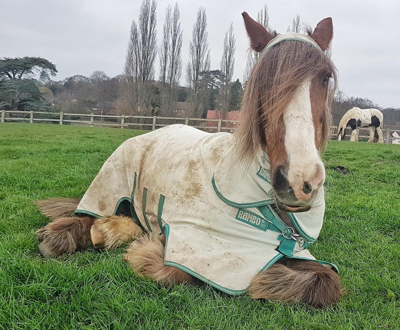 Sad farewell to 30-year-old pony who brought joy to so many