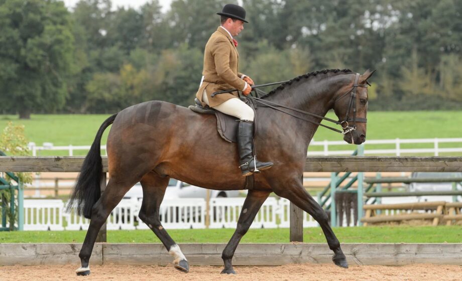 Training for show hunter classes so the judge will be thrilled with ...