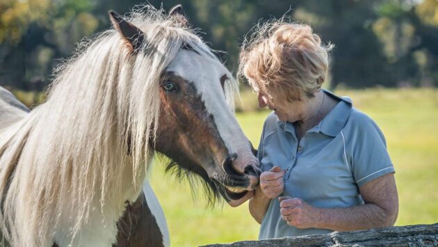 Operant conditioning for horses uses rewards and consequences