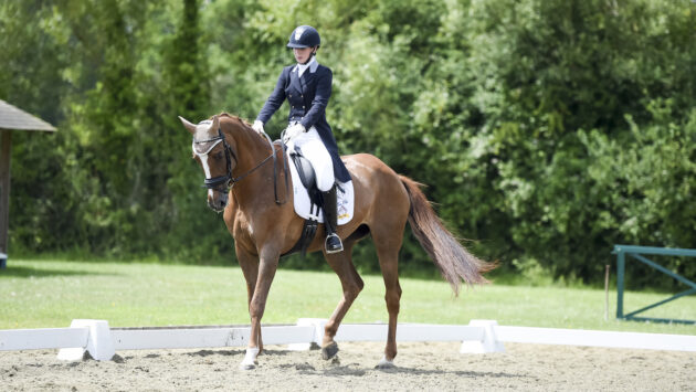 Operant conditioning for horses uses rewards and consequences