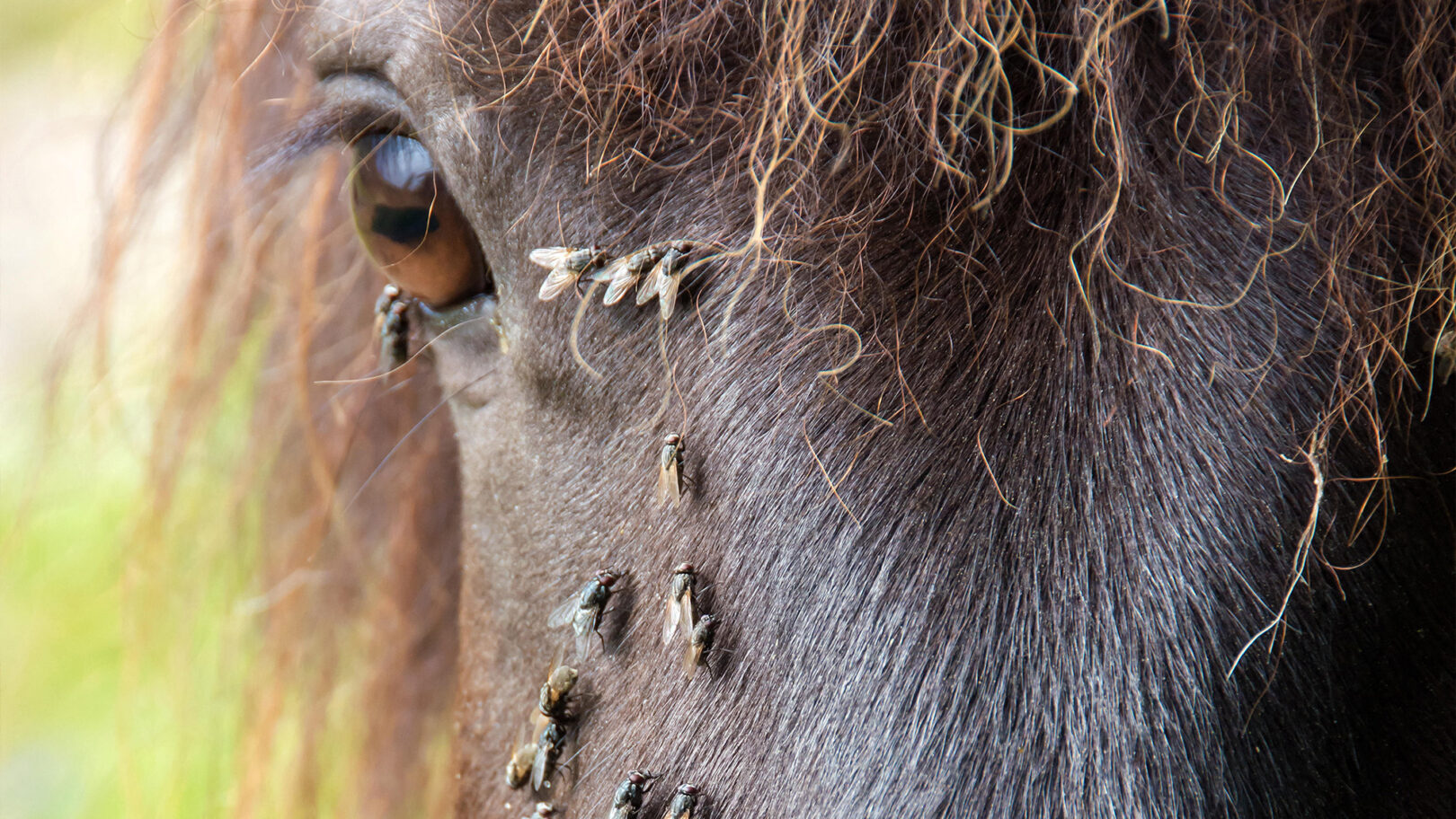 Best fly sprays for horses that we’ve tested and actually work