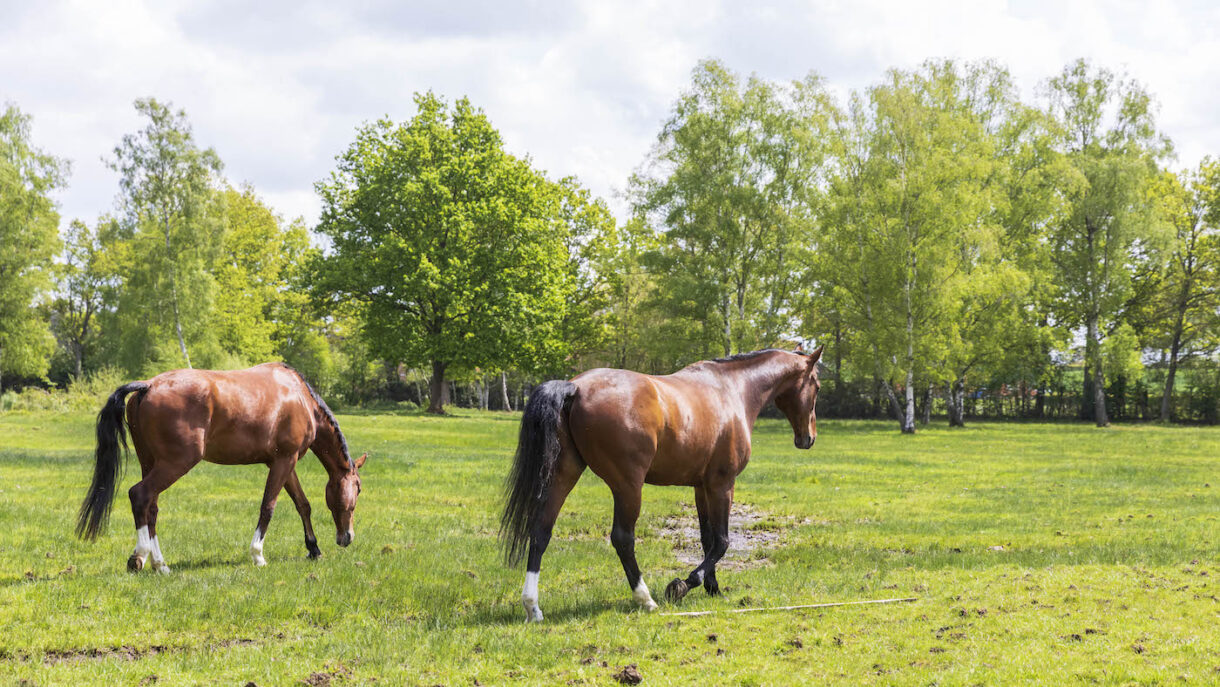 Lack of turnout and knowledge mean ‘most horses’ welfare needs unmet