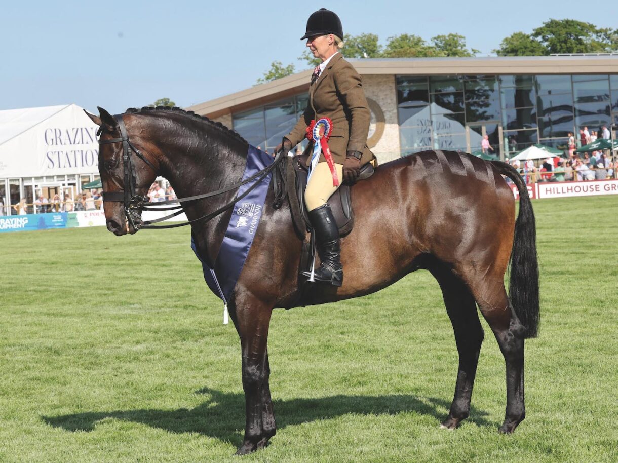 Retraining racehorses for showing tips including tact, time and patience