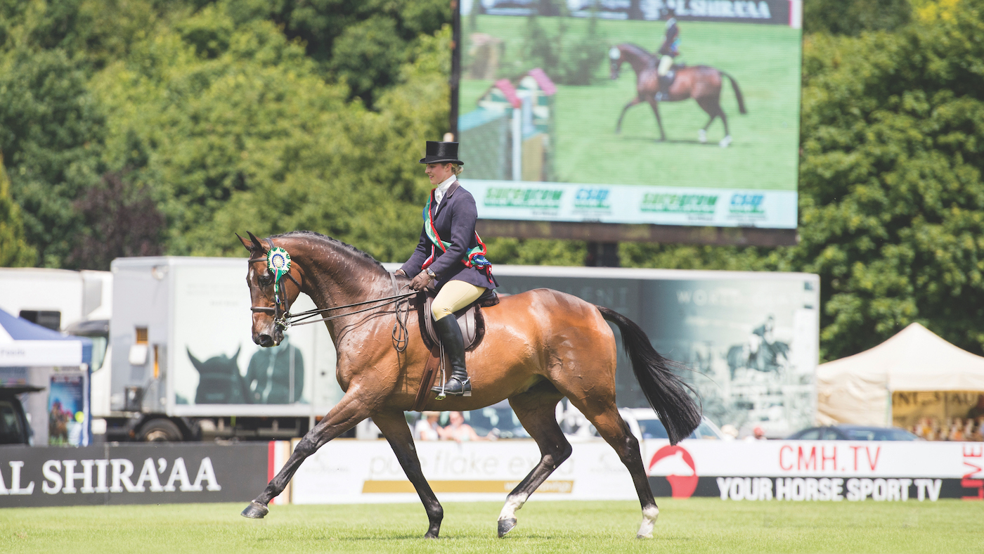 Retraining racehorses for showing tips including tact, time and patience