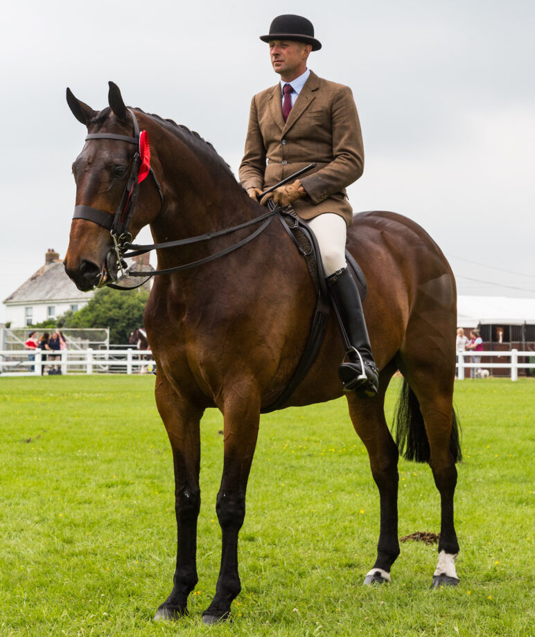 Training for show hunter classes so the judge will be thrilled with ...