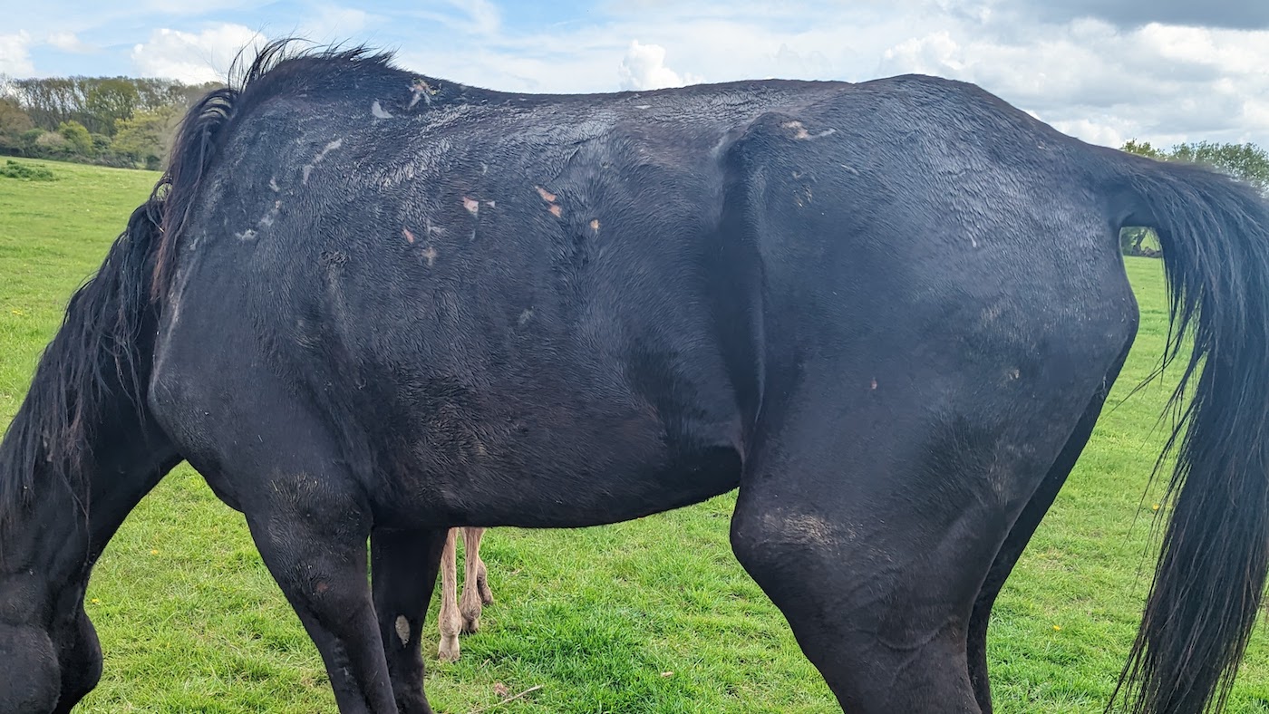 Injured horse who was left to suffer could not be saved