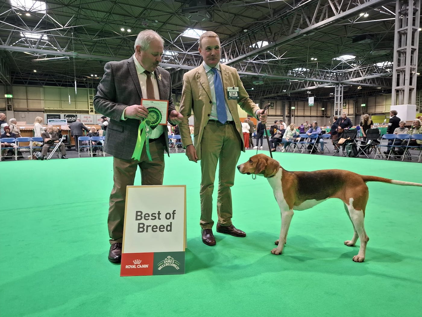 Sparkle makes history as first working foxhound to win at Crufts