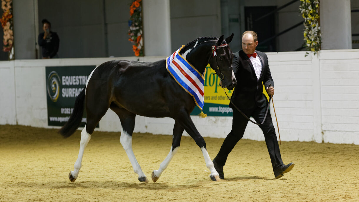 Training for in-hand showing success with advice from the professionals
