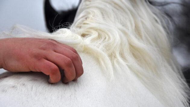 Operant conditioning for horses uses rewards and consequences