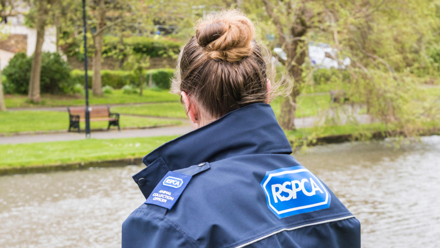 Experts call for change as animal welfare law system is lacking - Horse ...