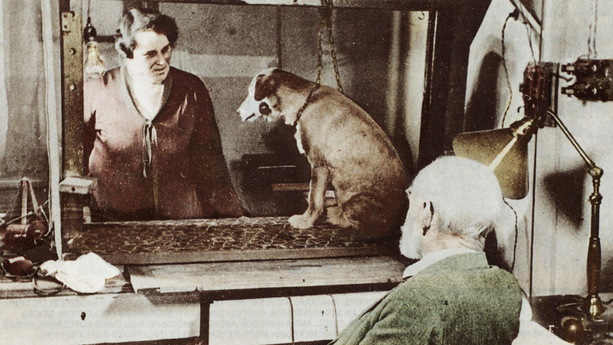 Classical conditioning for horses to aid your training - Horse & Hound