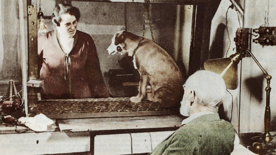 Classical conditioning for horses to aid your training - Horse & Hound