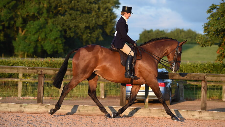 Training for show hunter classes so the judge will be thrilled with ...