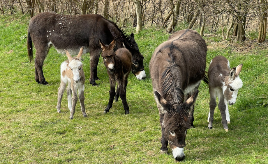 Dental practice welcomes rare twin donkey foals to rescued mums